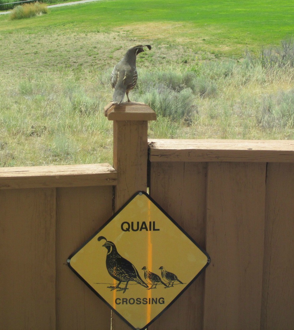 Quail from Osoyoos learns to read