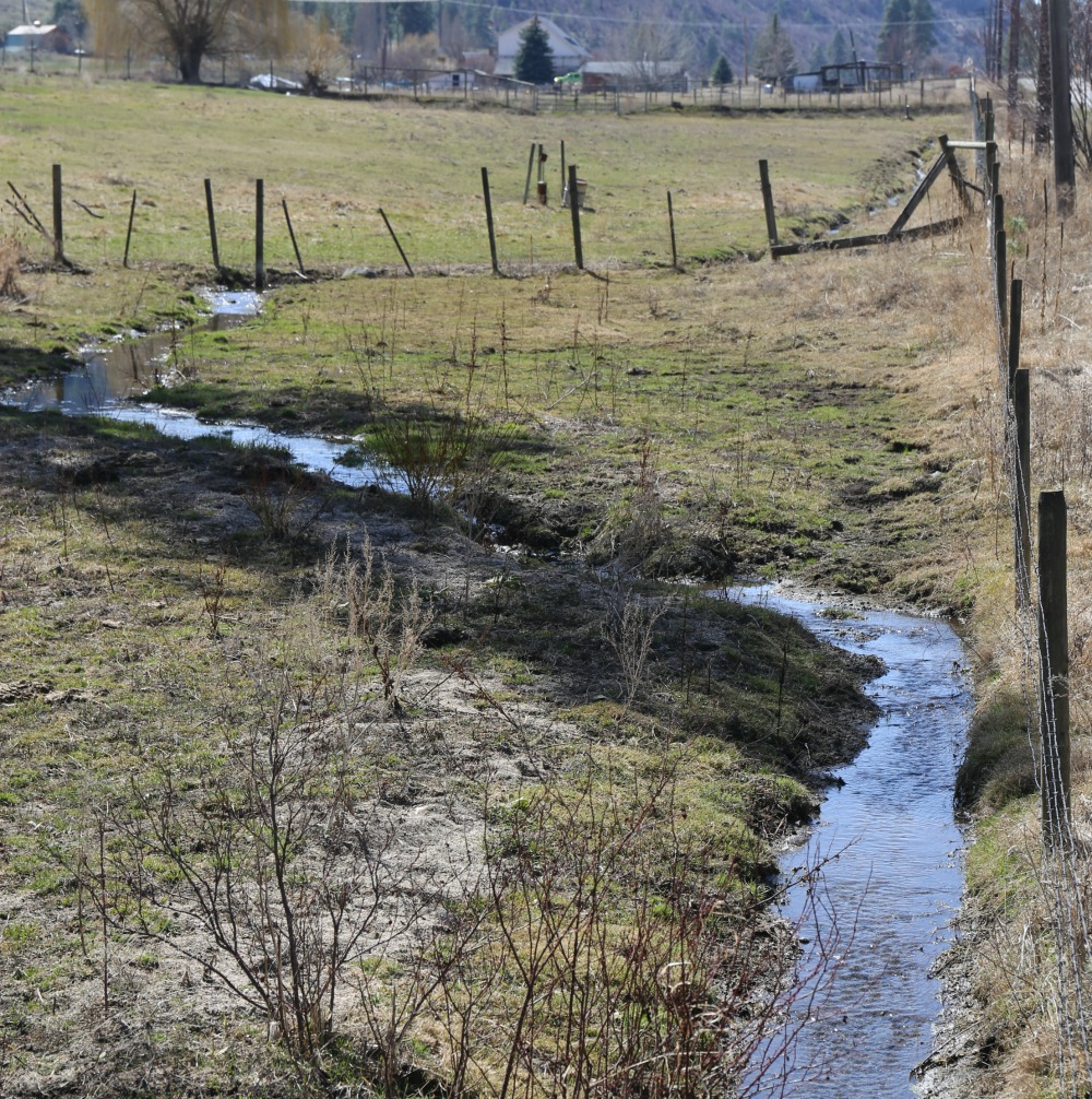 Creek check – those running in the Park Rill system